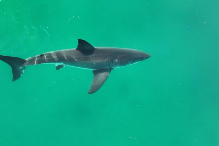 Aumentan los ataques de tiburones Aumentan los ataques de tiburones