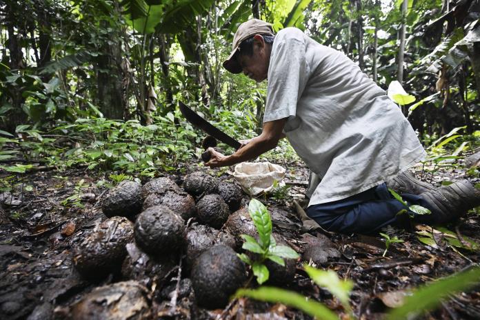 La castaña o nuez amazónica, otra víctima de deforestación