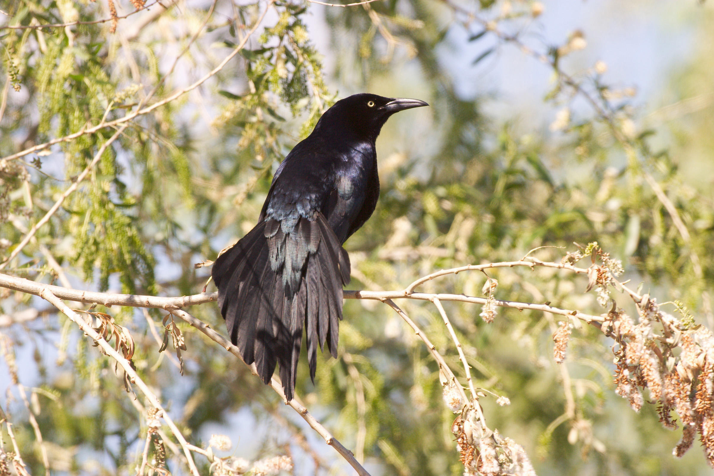 ZANATE MAYOR: NACIDO PARA LA CIUDAD