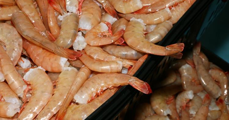 México fortalece su apuesta por la pesca sostenible de camarones