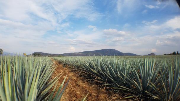 Tequileras mexicanas alistan festejos por Día Nacional del Tequila